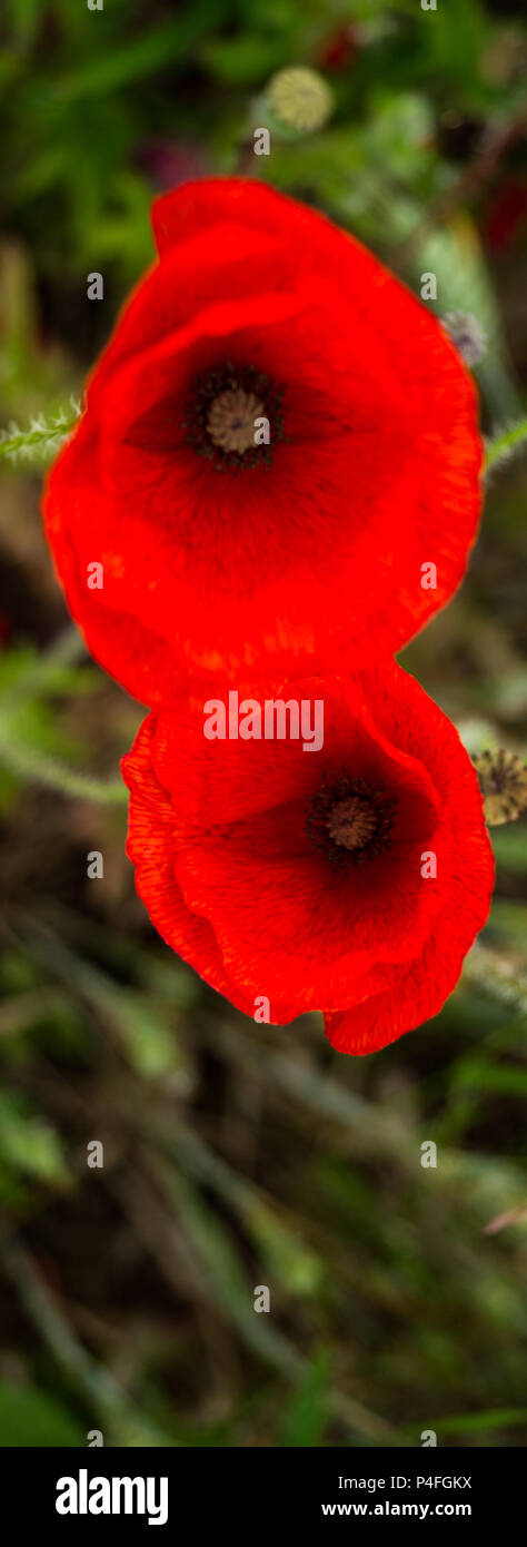 Close up of Red Poppy in Flanders memorial field of World War 1 Stock ...