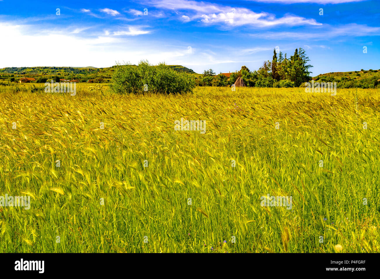Agriculture grano hi-res stock photography and images - Alamy