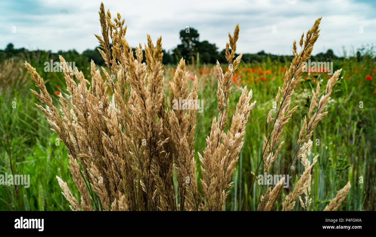 wild grass foreground poppy field behind Stock Photo - Alamy
