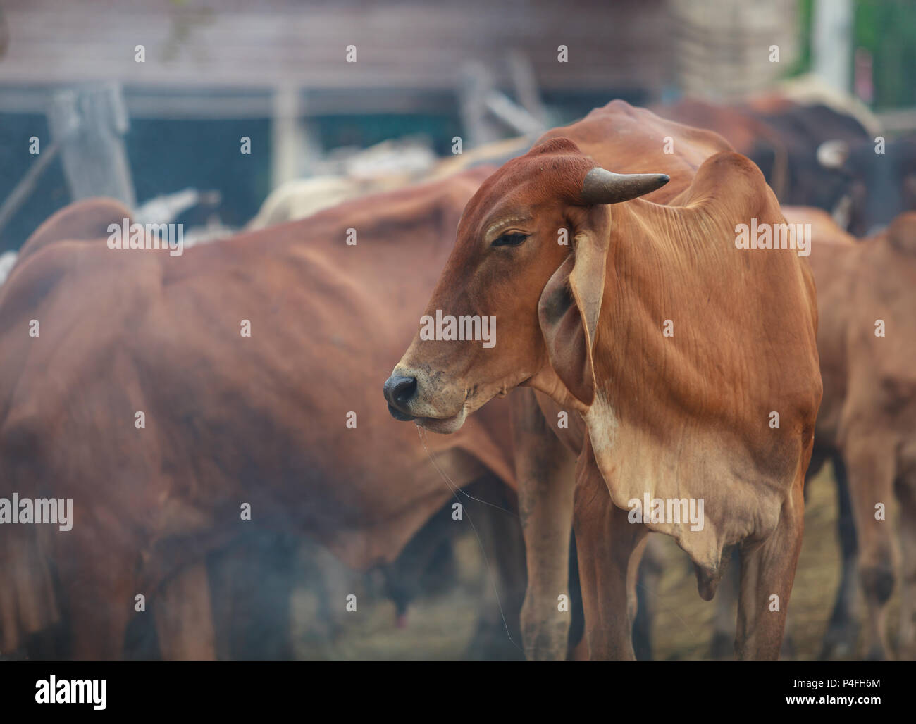 beautiful scene of Cattle sleepwalking with saliva drooling in the ...