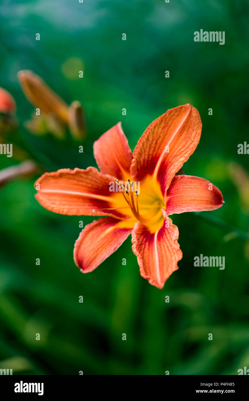 Detail of the orange day lily (Hemerocallis fulva Stock Photo - Alamy