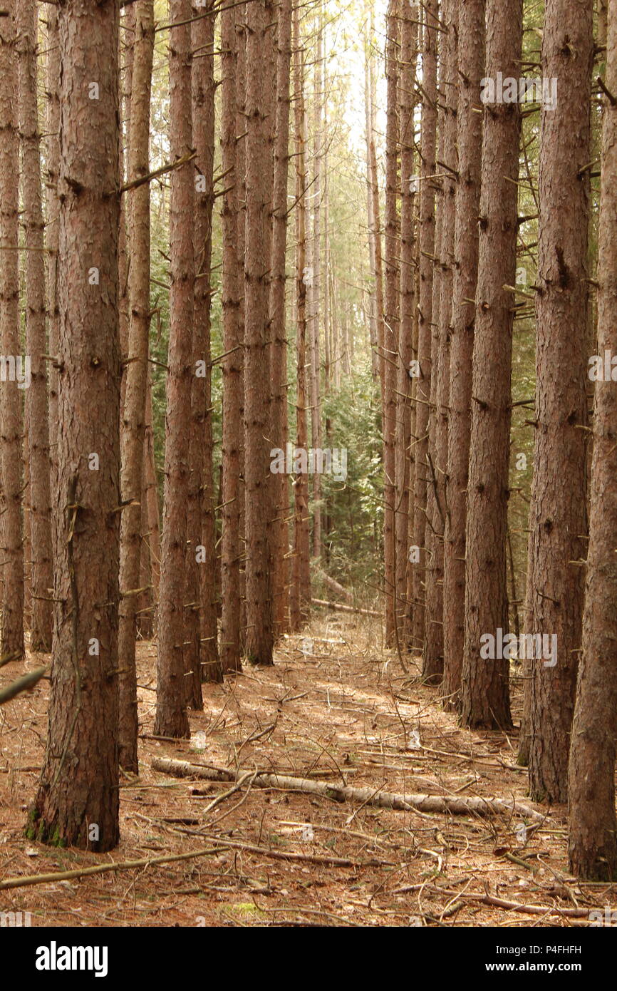 Tall White Cedars Stock Photo - Alamy