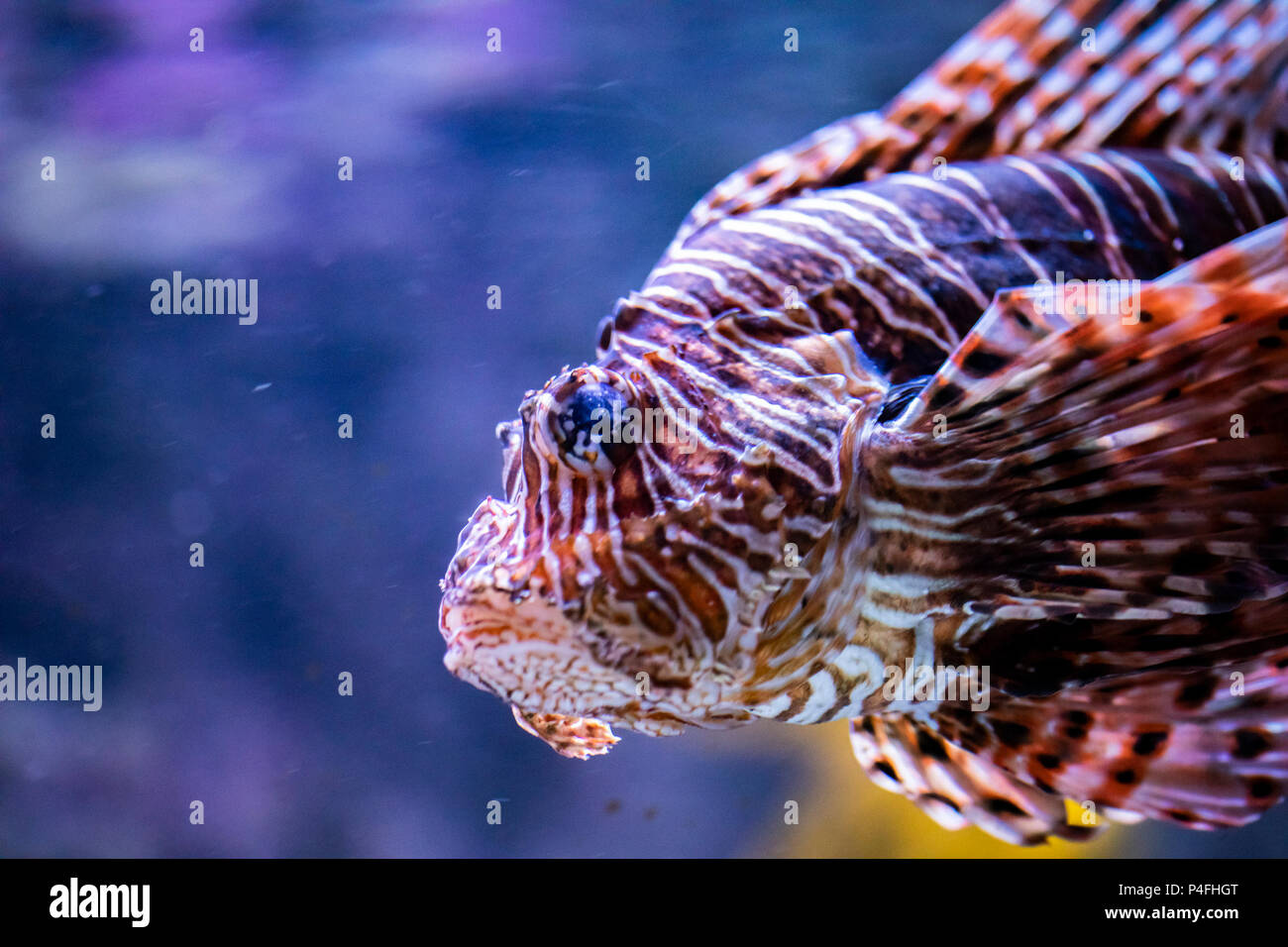 View at single lionfish in the water Stock Photo - Alamy