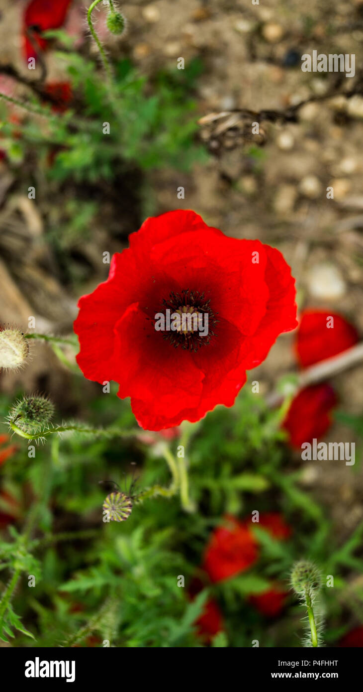 Close up of Red Poppy in Flanders memorial field of World War 1 Stock ...