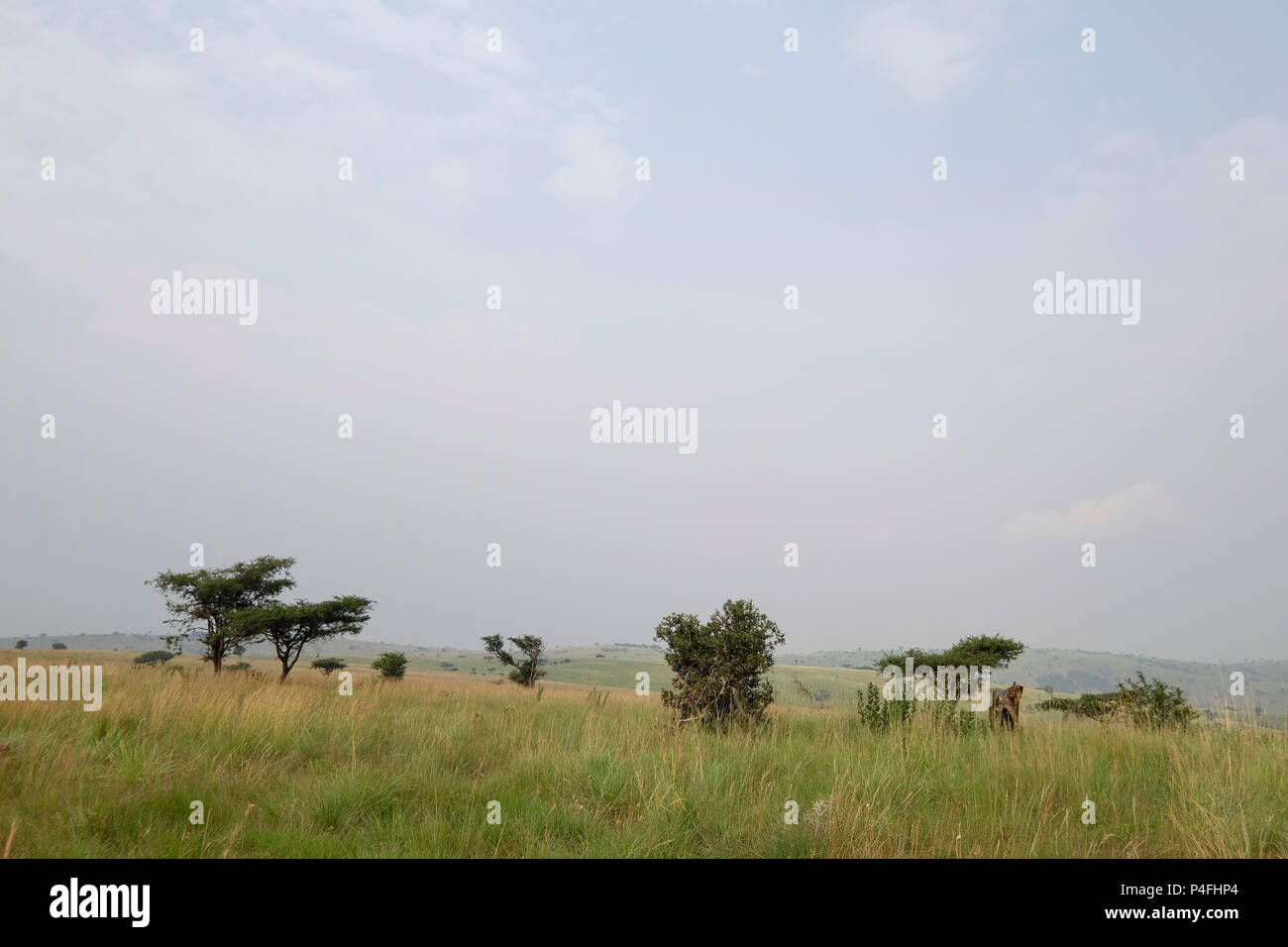Rwanda, Akagera National Park Stock Photo - Alamy