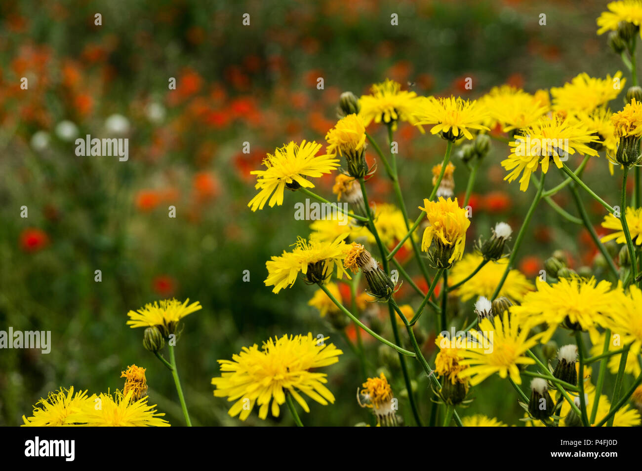 Ref leaf hi-res stock photography and images - Alamy