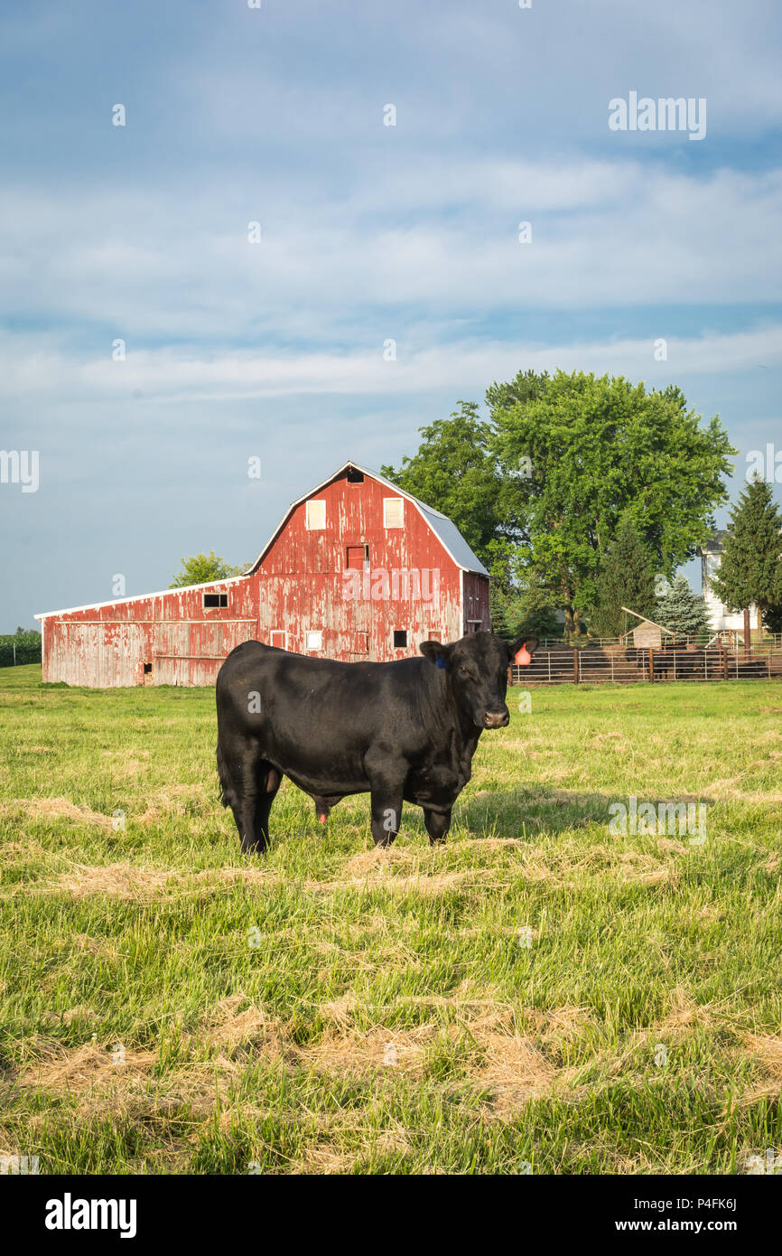 Cows And Red Barn High Resolution Stock Photography and Images - Alamy