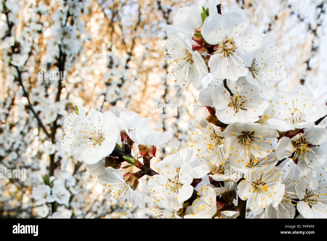 Beautiful fresh flowers in nature background Stock Photo - Alamy