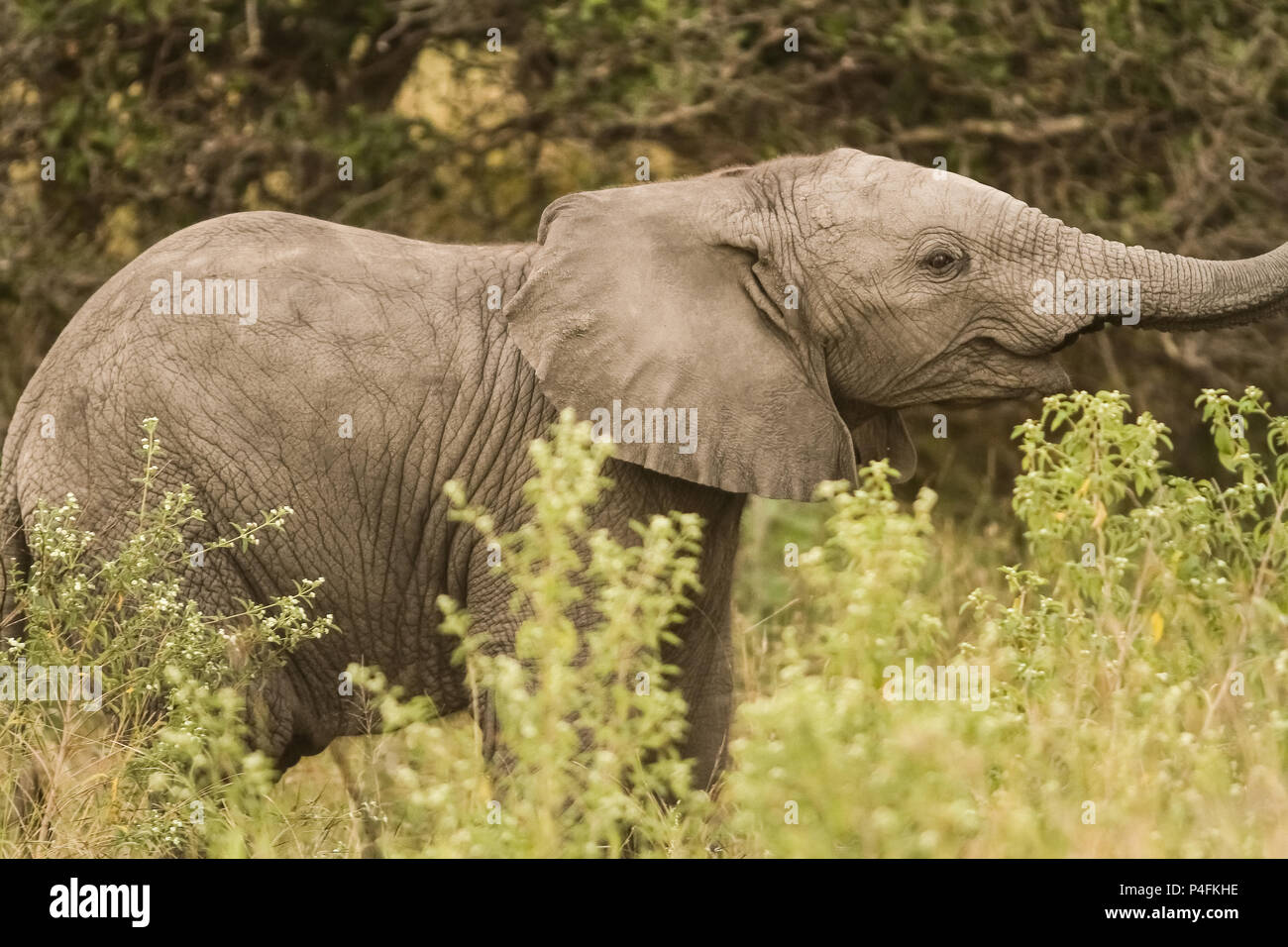 Smaller Than African Elephants High Resolution Stock Photography and ...