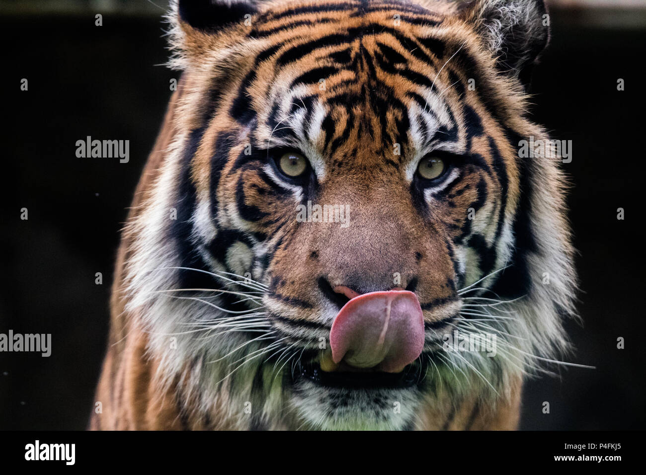 Stare down hi-res stock photography and images - Alamy