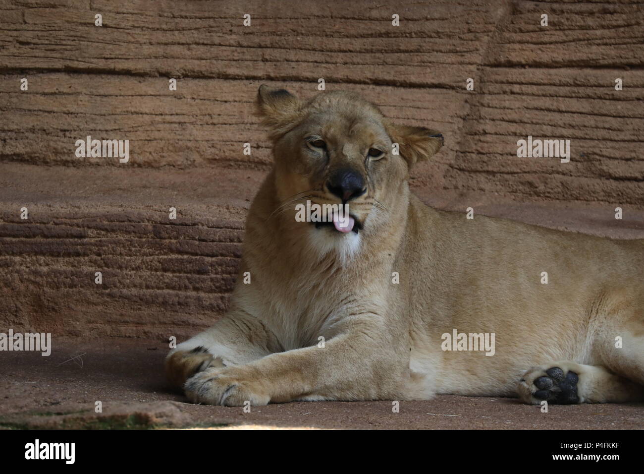 Stare down hi-res stock photography and images - Alamy