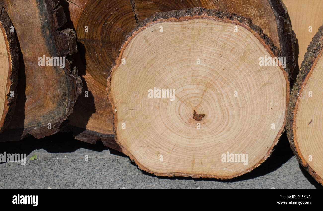 small piece of cut wood logs used for wood texture background Stock ...