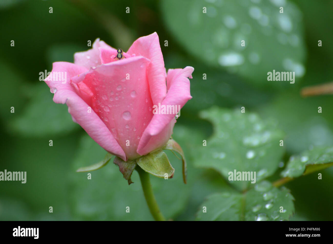 Wet pink rose water drops hi-res stock photography and images - Alamy