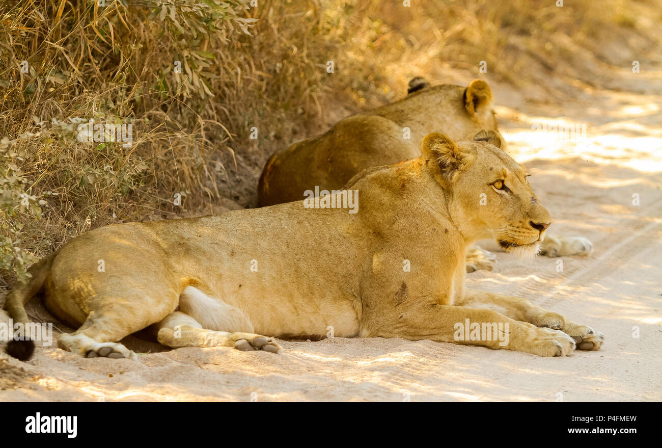 A Pride of African Lions on Safari in a South African Game Reserve ...