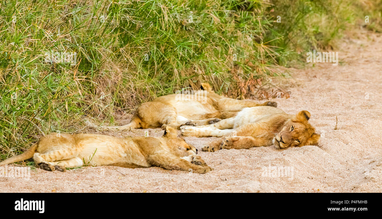 A Pride of African Lions on Safari in a South African Game Reserve ...