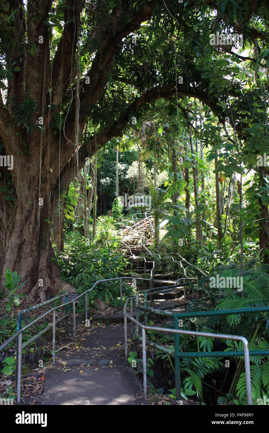 A cement stair trail passing by a banyan tree, ferns and lush ...