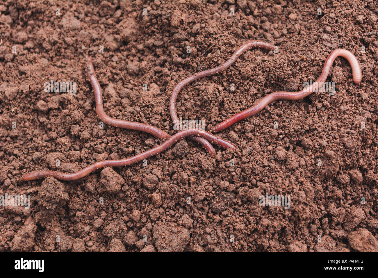 Digging up worms hi-res stock photography and images - Alamy