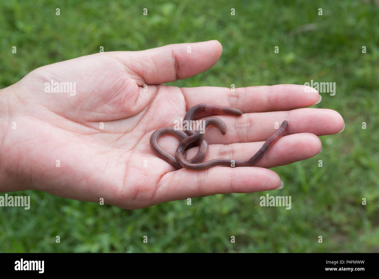 Red wiggler worms hi-res stock photography and images - Alamy
