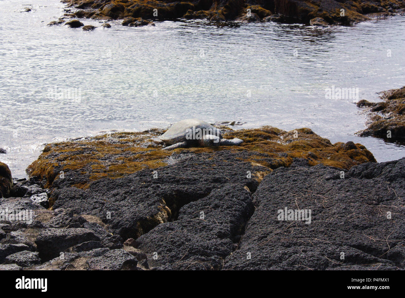 A green sea turtle lying on black lava rock covered with brown algae at ...