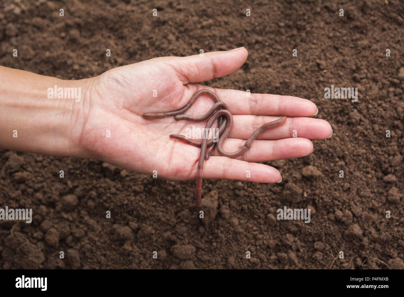 Worms in hands hi-res stock photography and images - Alamy