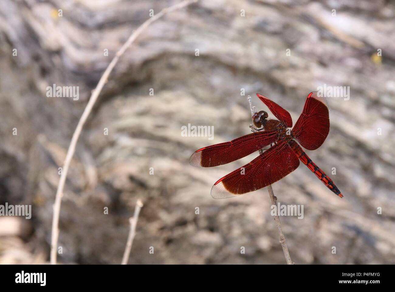 Butterfly anthurium hi-res stock photography and images - Alamy