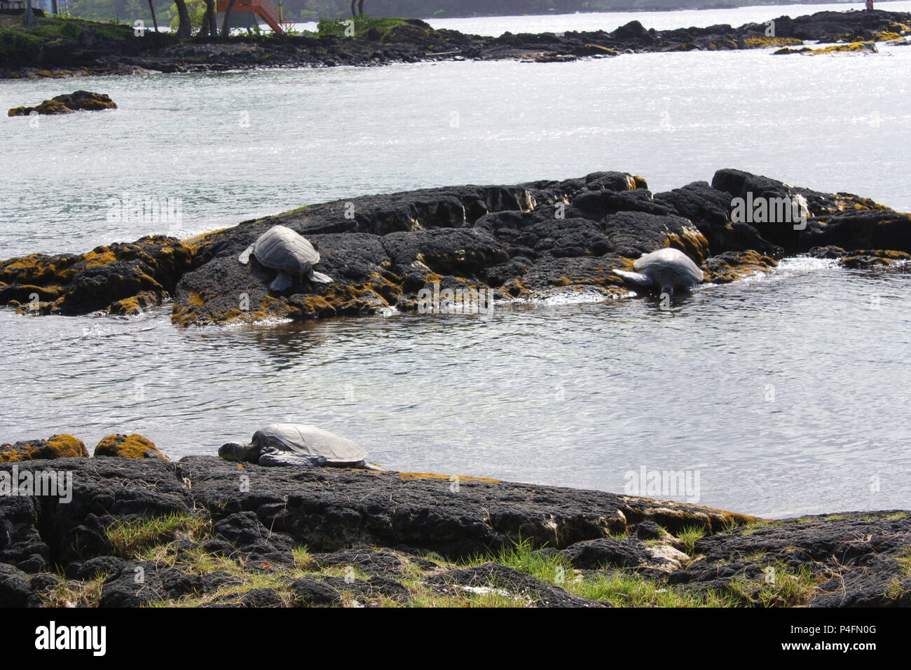 Three Green Sea Turtles lying on black lava rock at Leleiwi Beach Park ...