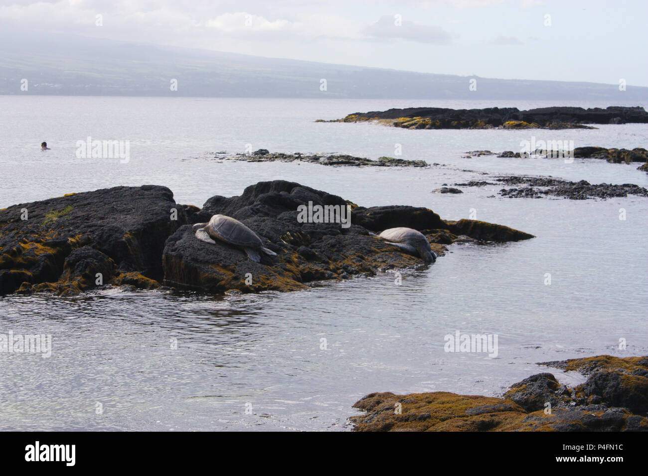 Two Green Sea Turtles lying on black lava rock at Leleiwi Beach Park in ...