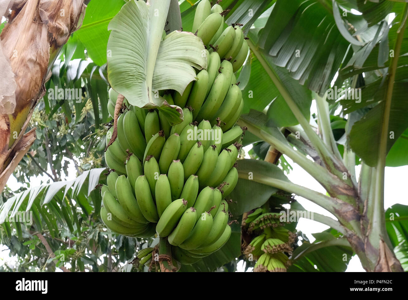 Rwanda, Kigali, banana tree Stock Photo - Alamy