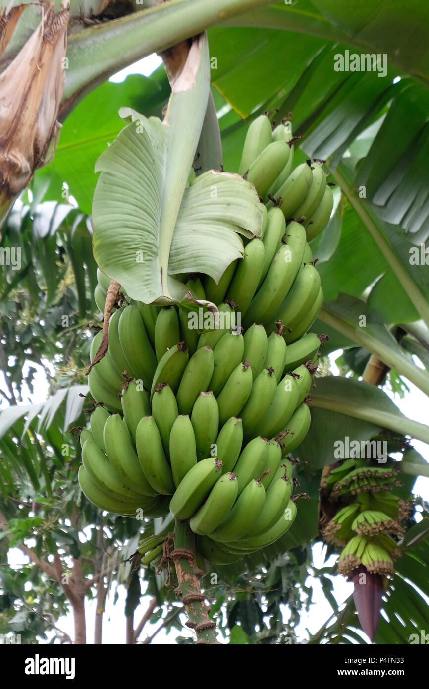 Rwanda, Kigali, banana tree Stock Photo - Alamy