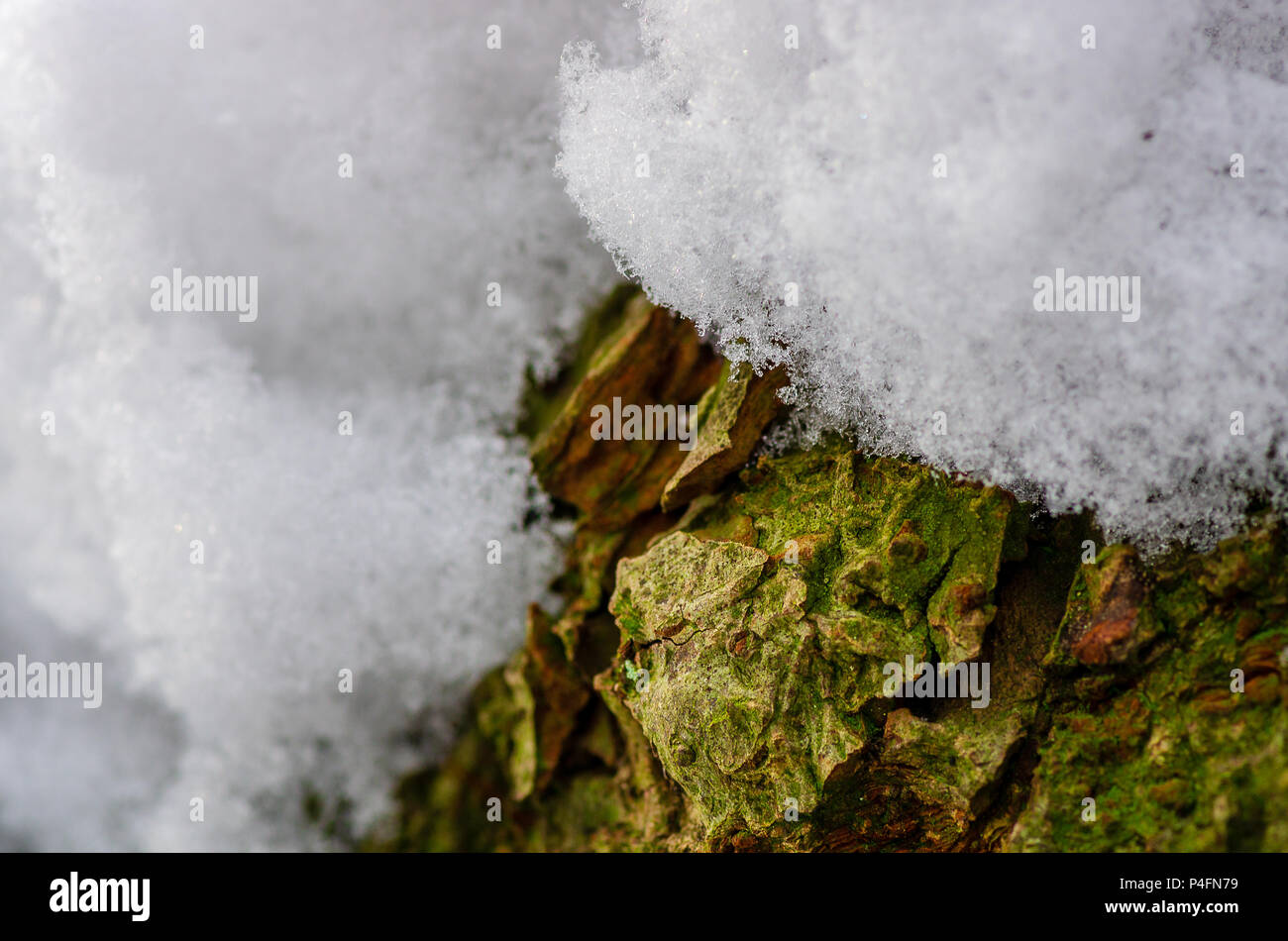 Close up bark covered hi-res stock photography and images - Alamy