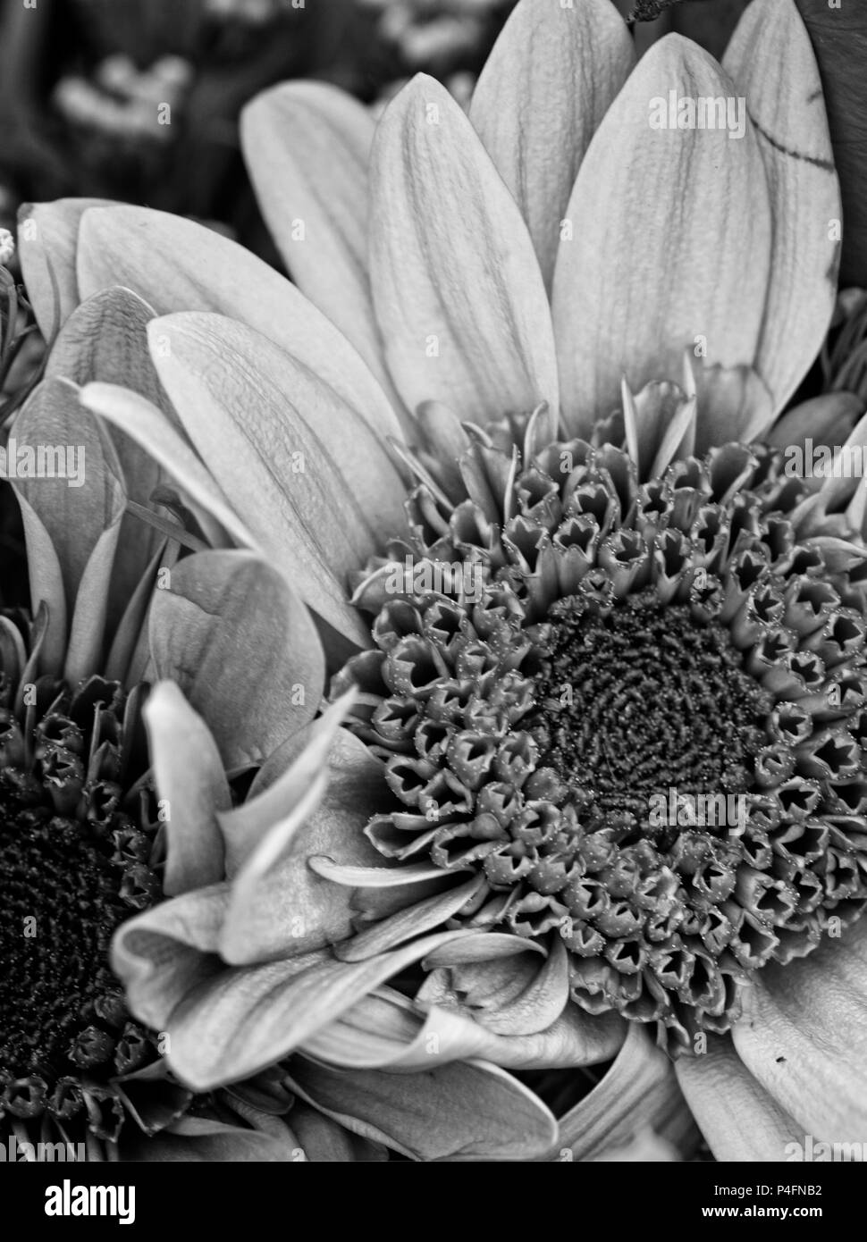 Zen flower pattern Black and White Stock Photos & Images - Alamy