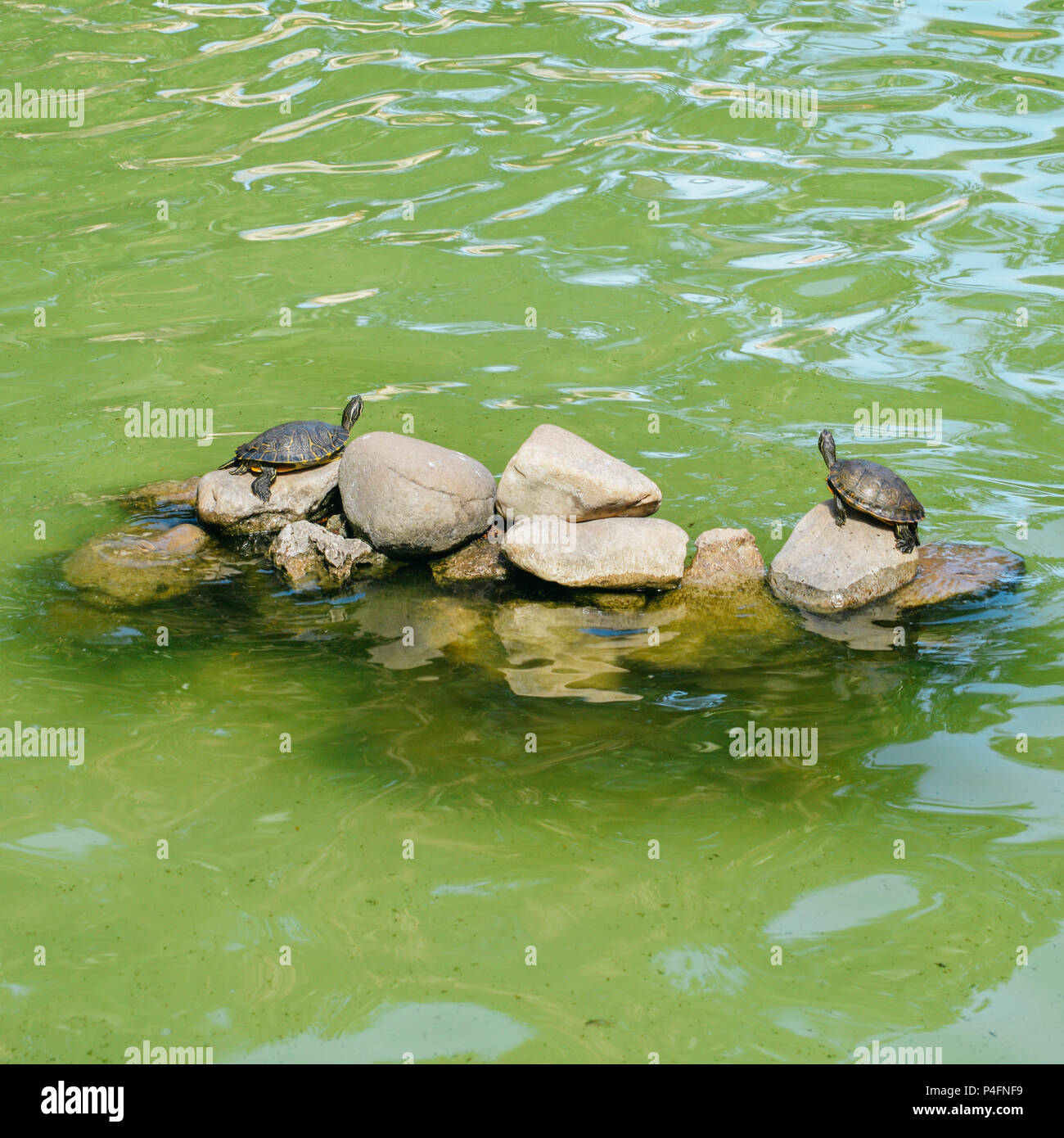 Leathery turtle hi-res stock photography and images - Alamy