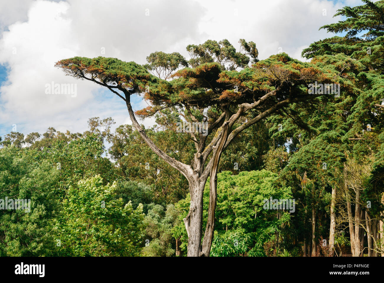 Italian stone pine, Pinus pinea Stock Photo - Alamy