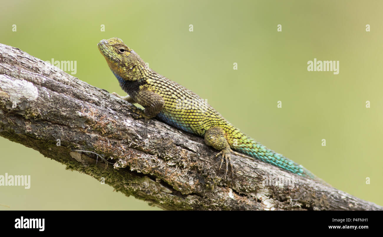 Emerald spiny lizard hi-res stock photography and images - Alamy