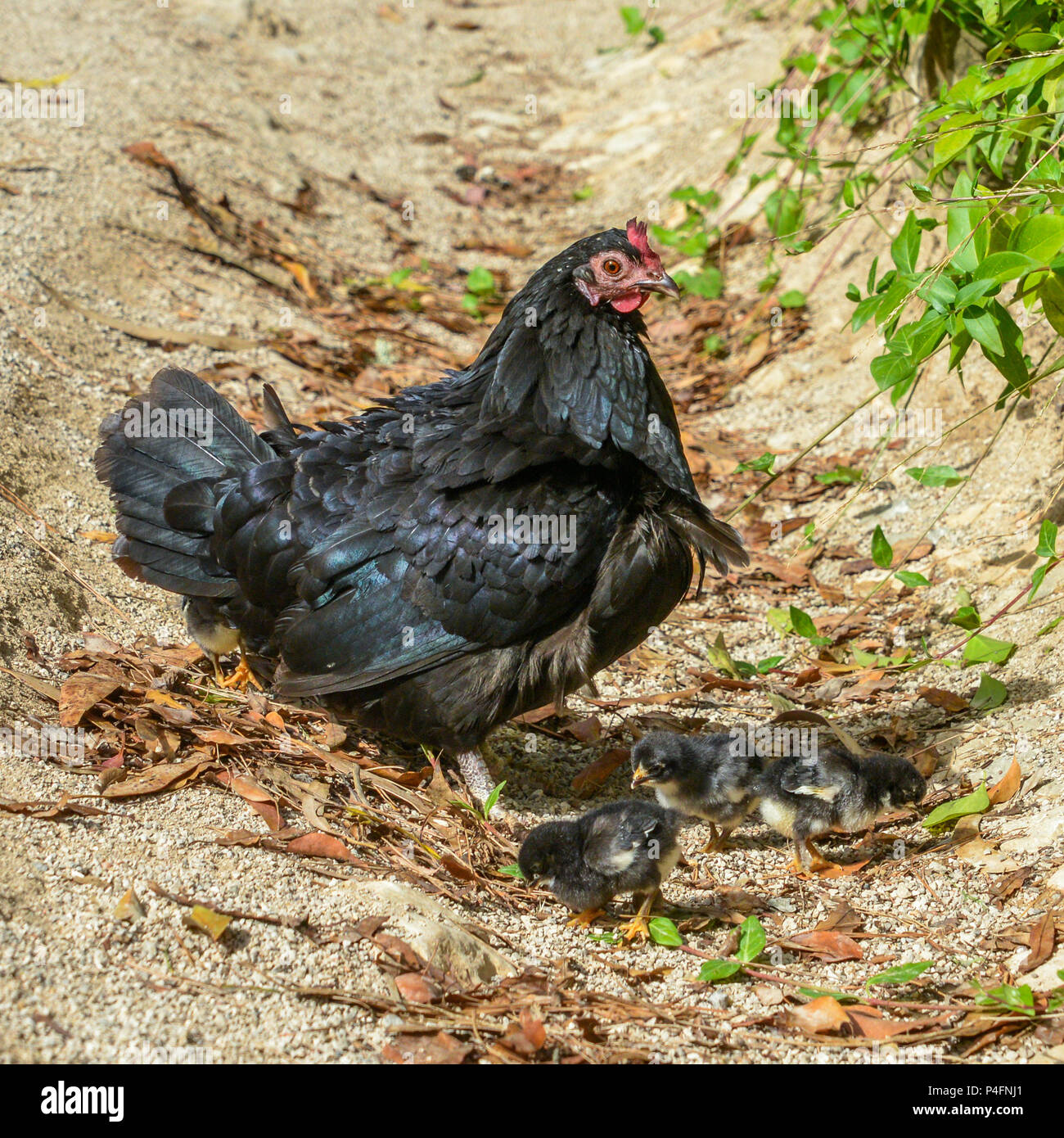 Mother hen with her baby chicks Stock Photo - Alamy