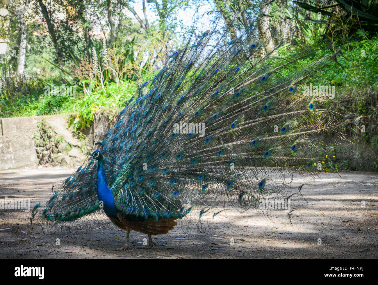 Male peacock with colorful tail Stock Photo - Alamy