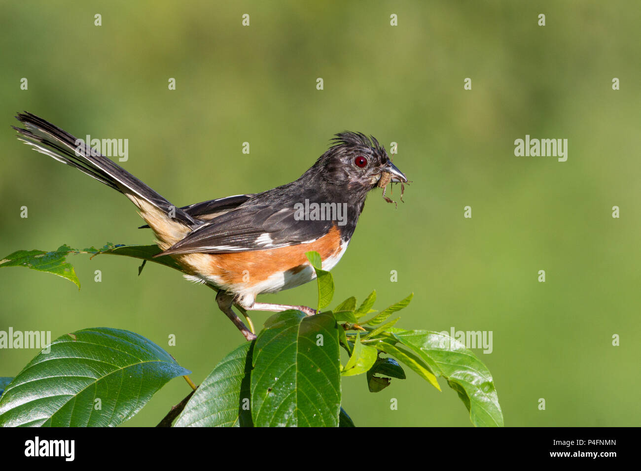 Rufous sided towhee hi-res stock photography and images - Alamy