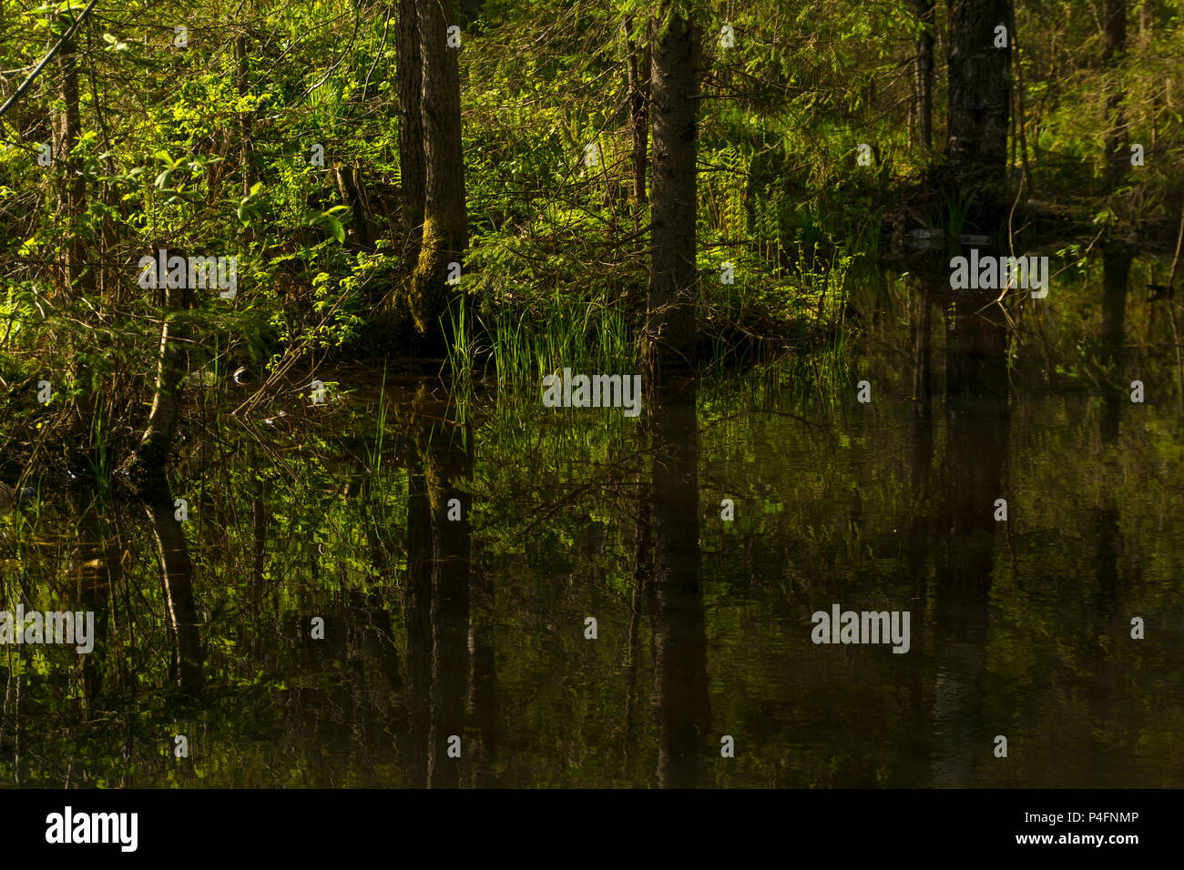 small shady forest lake with reflections of surrounding trees Stock ...