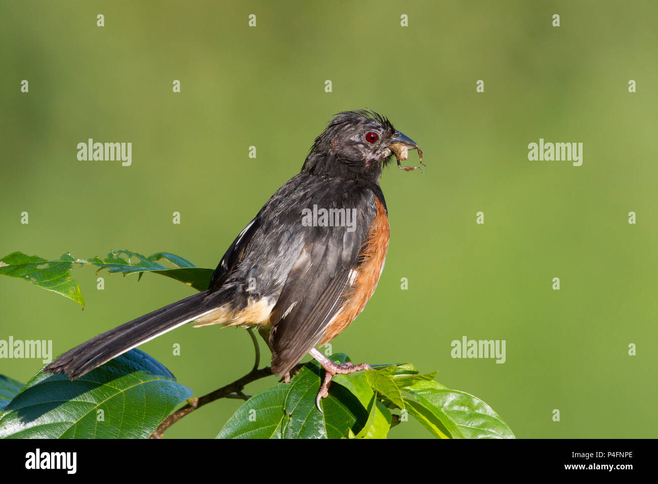 Sparrow with bug hi-res stock photography and images - Alamy