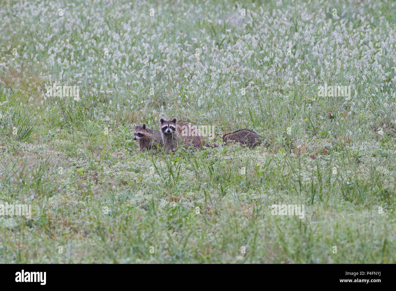A mother raccoon and young with bedewed foxtails in the background ...