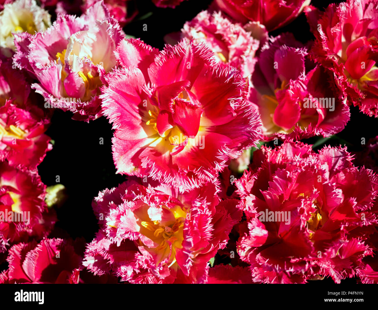 Red frilly edged tulip hi-res stock photography and images - Alamy