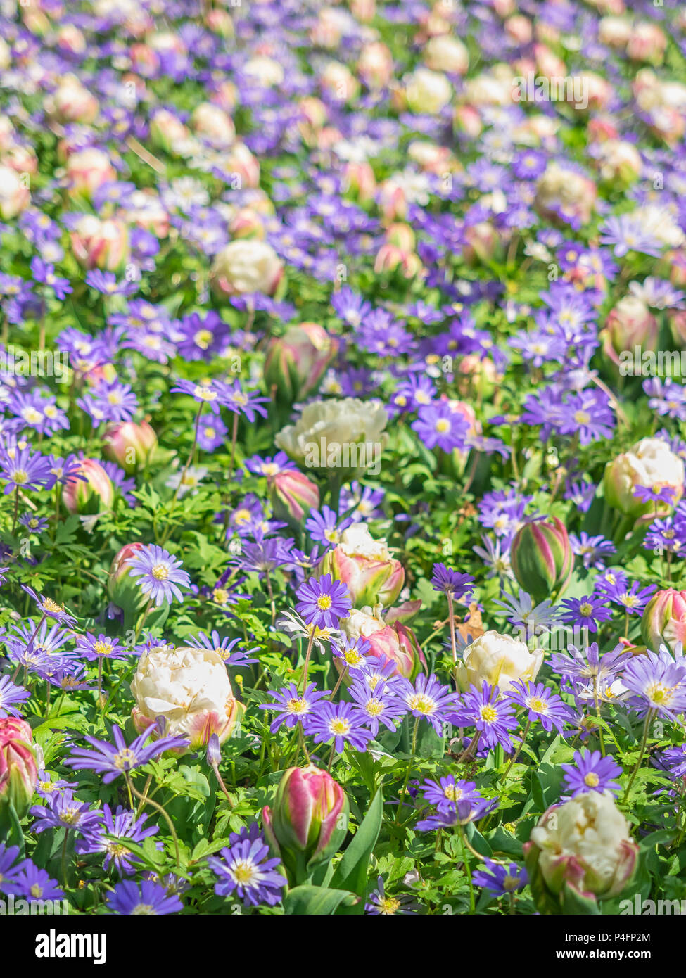 Spring flower display garden hi-res stock photography and images - Alamy