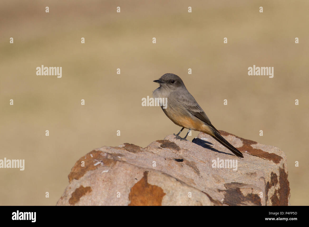 Phoebe flycatcher hi-res stock photography and images - Alamy