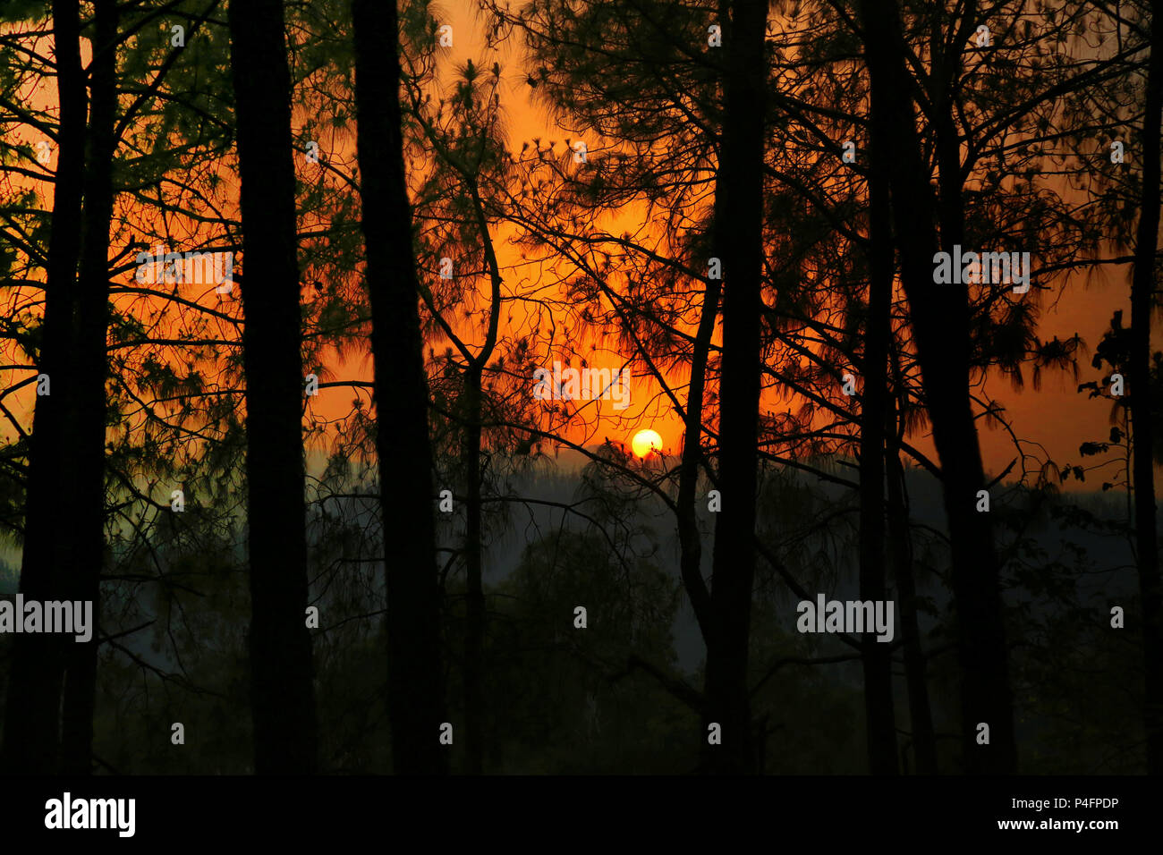 Kalsi hi-res stock photography and images - Alamy