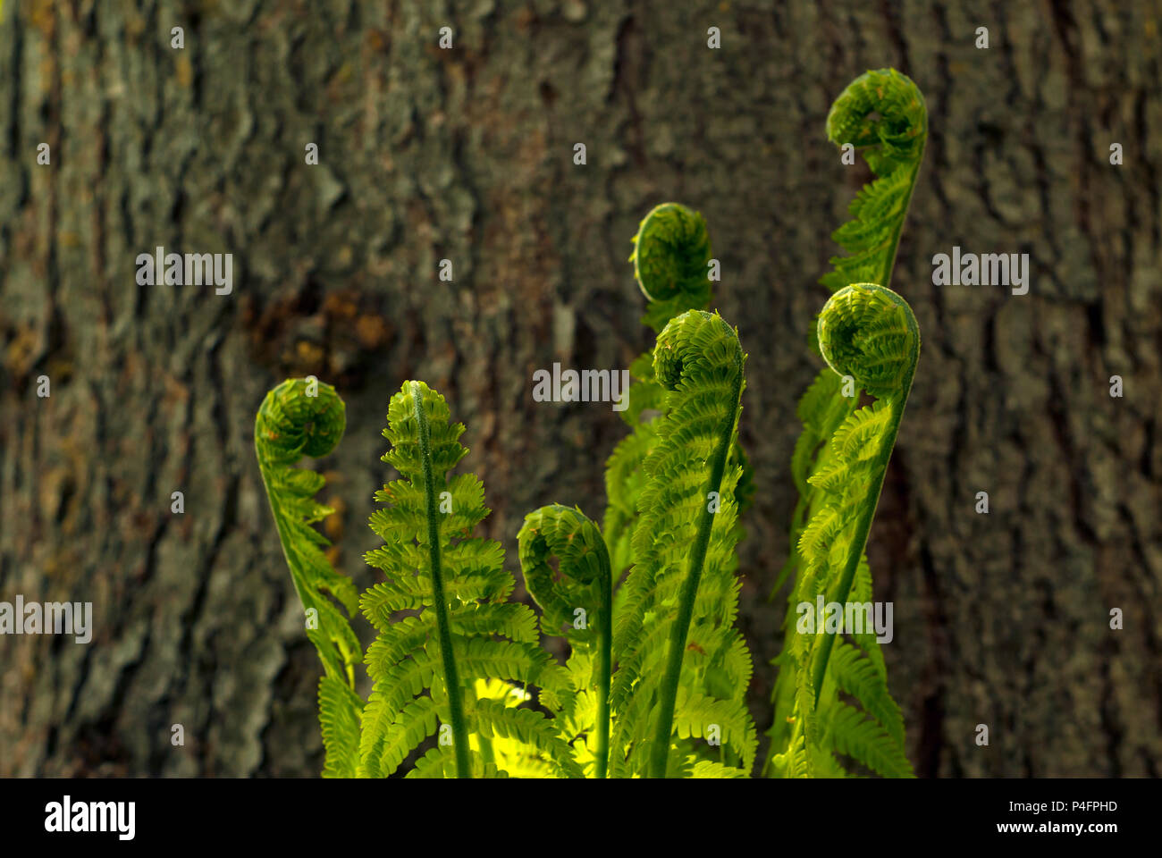 Bright branched spirals of leaves of fern sprouts seem to dance against ...