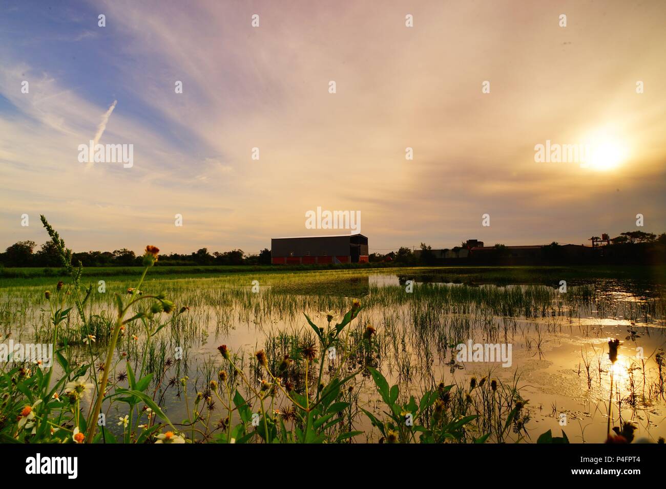 Rice and Sunset Stock Photo - Alamy