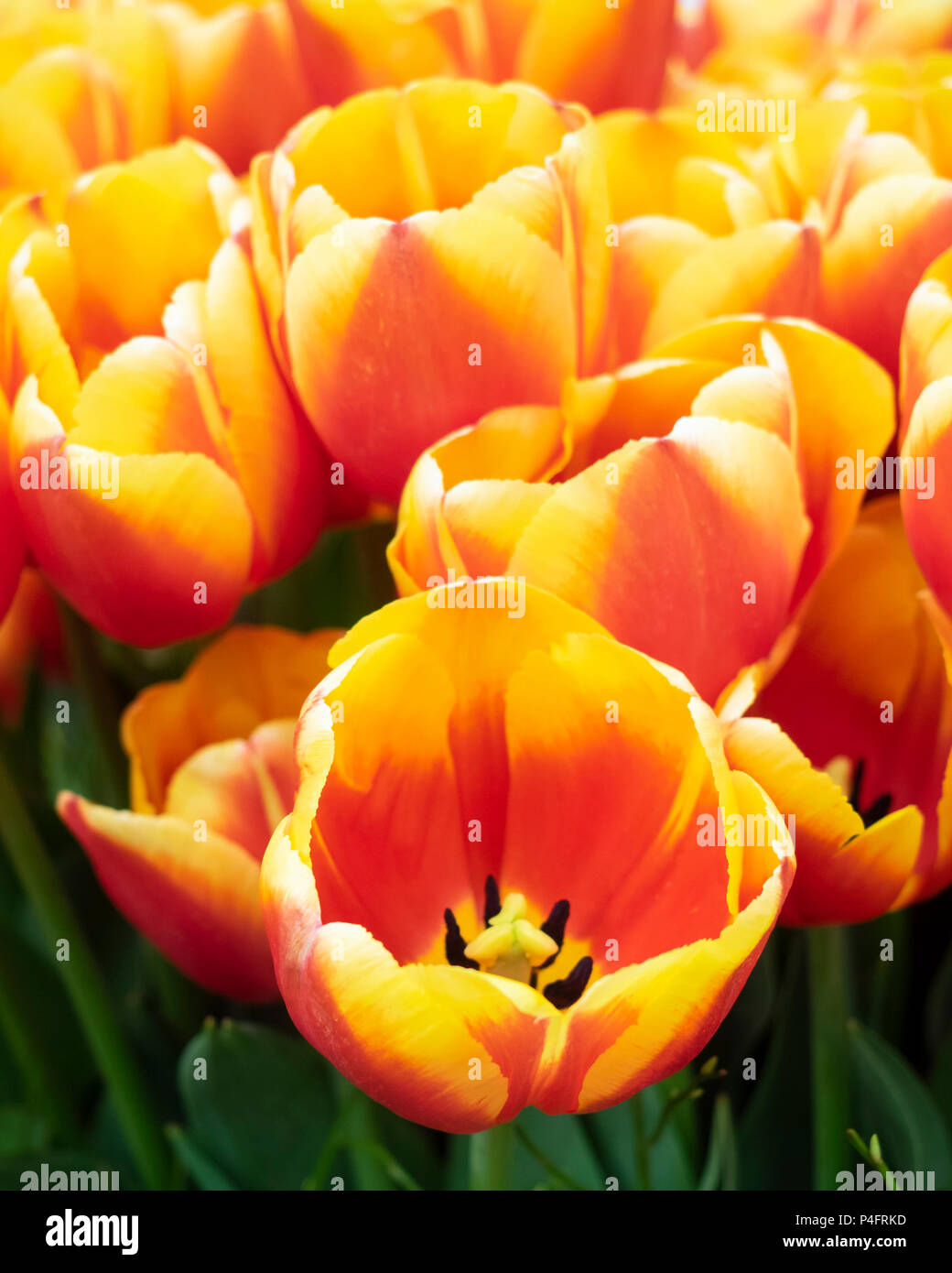 Bright orange and yellow tulip hi-res stock photography and images - Alamy