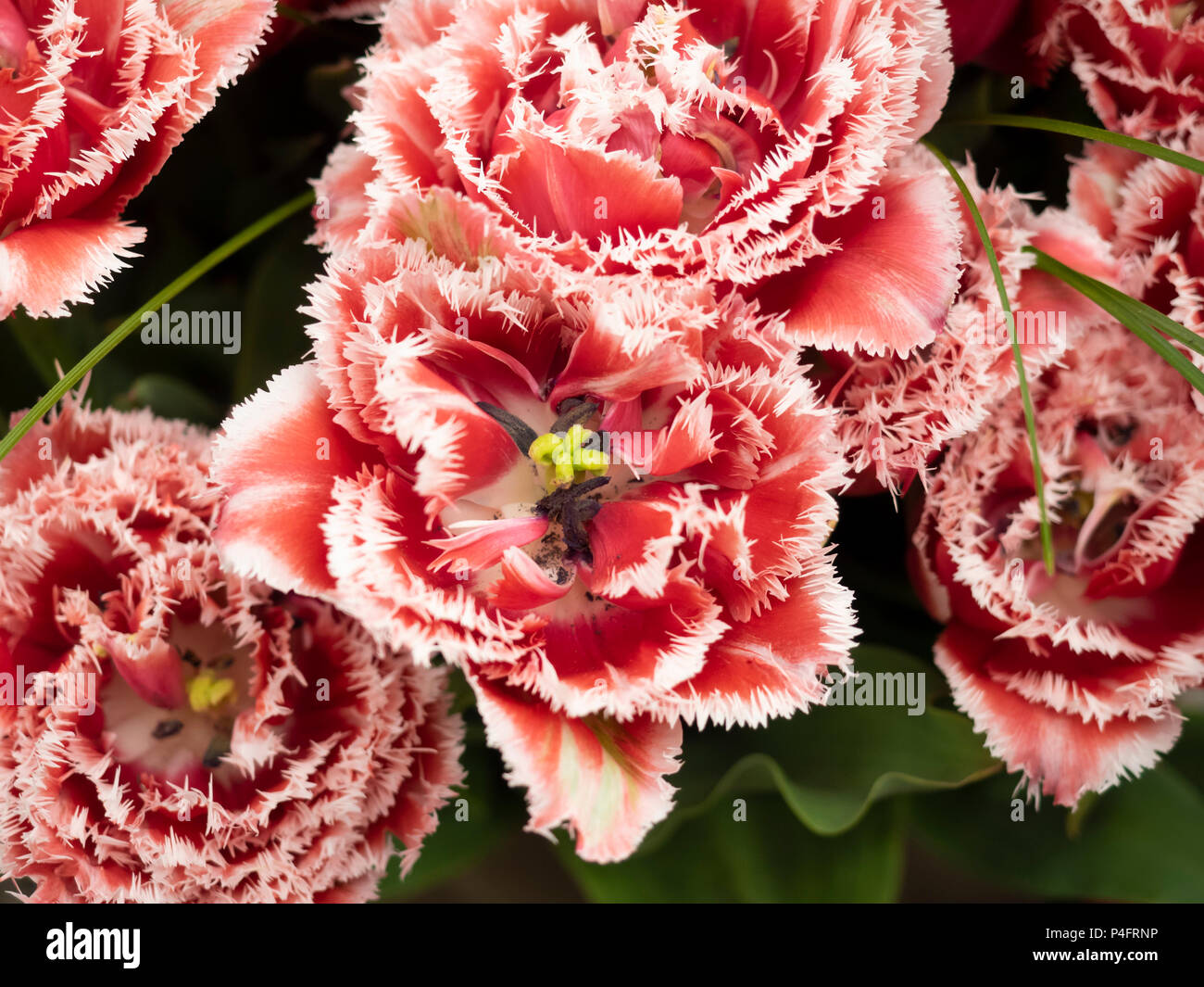 BACKGROUND - Red and White Frilly Edged Tulip flowers Stock Photo - Alamy