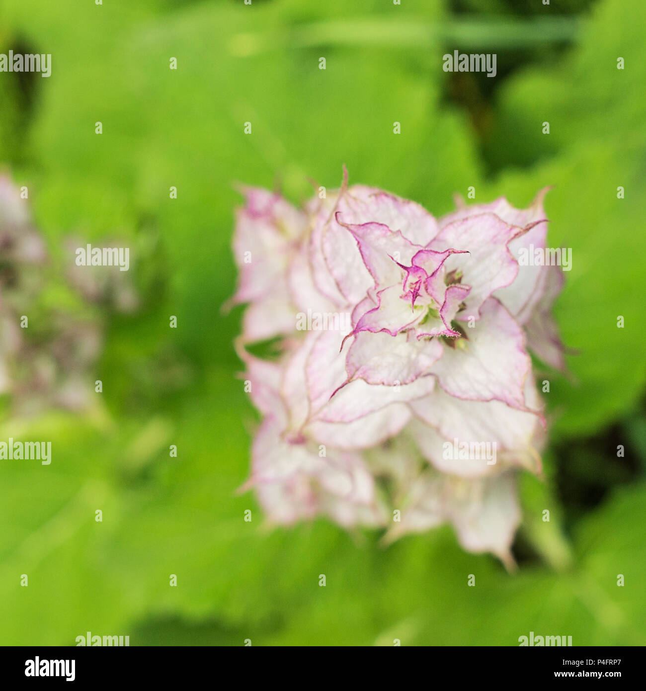 Inflorescence of clary sage. Salvia sclarea. Medicinal plant Stock ...