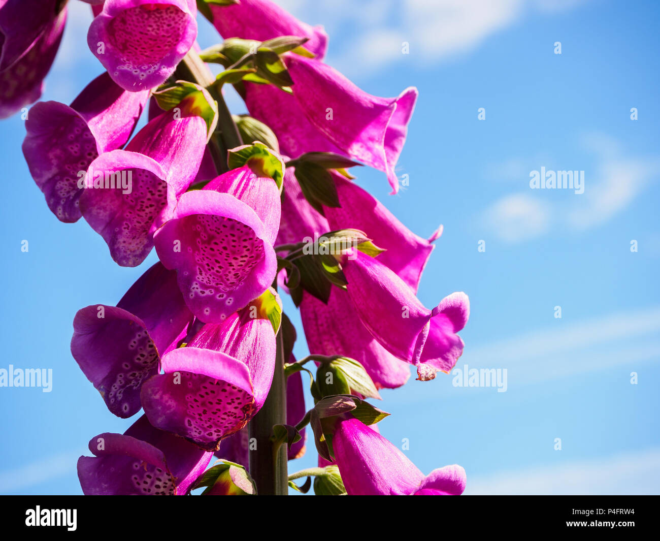 Foxglove backdrop hi-res stock photography and images - Alamy